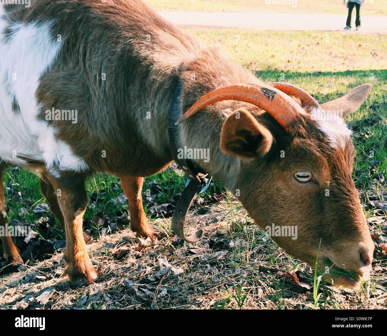 Goat eats hi-res stock photography and images - Alamy