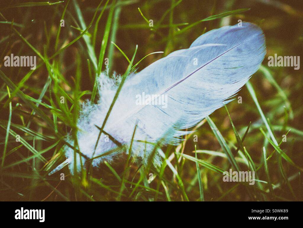 Tickle feather hi-res stock photography and images - Alamy