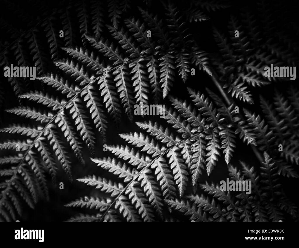 Silver Fern High Resolution Stock Photography and Images - Alamy