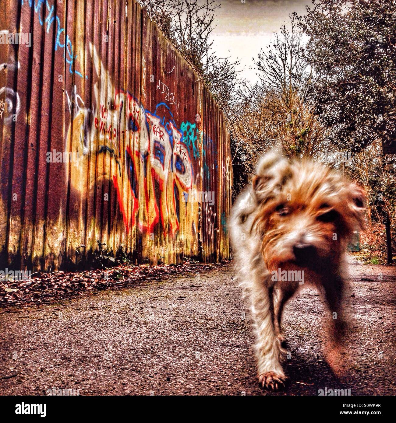 Graffitied fence hi-res stock photography and images - Alamy