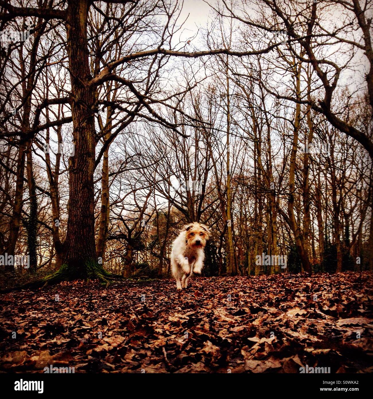 Running into woods hi-res stock photography and images - Alamy