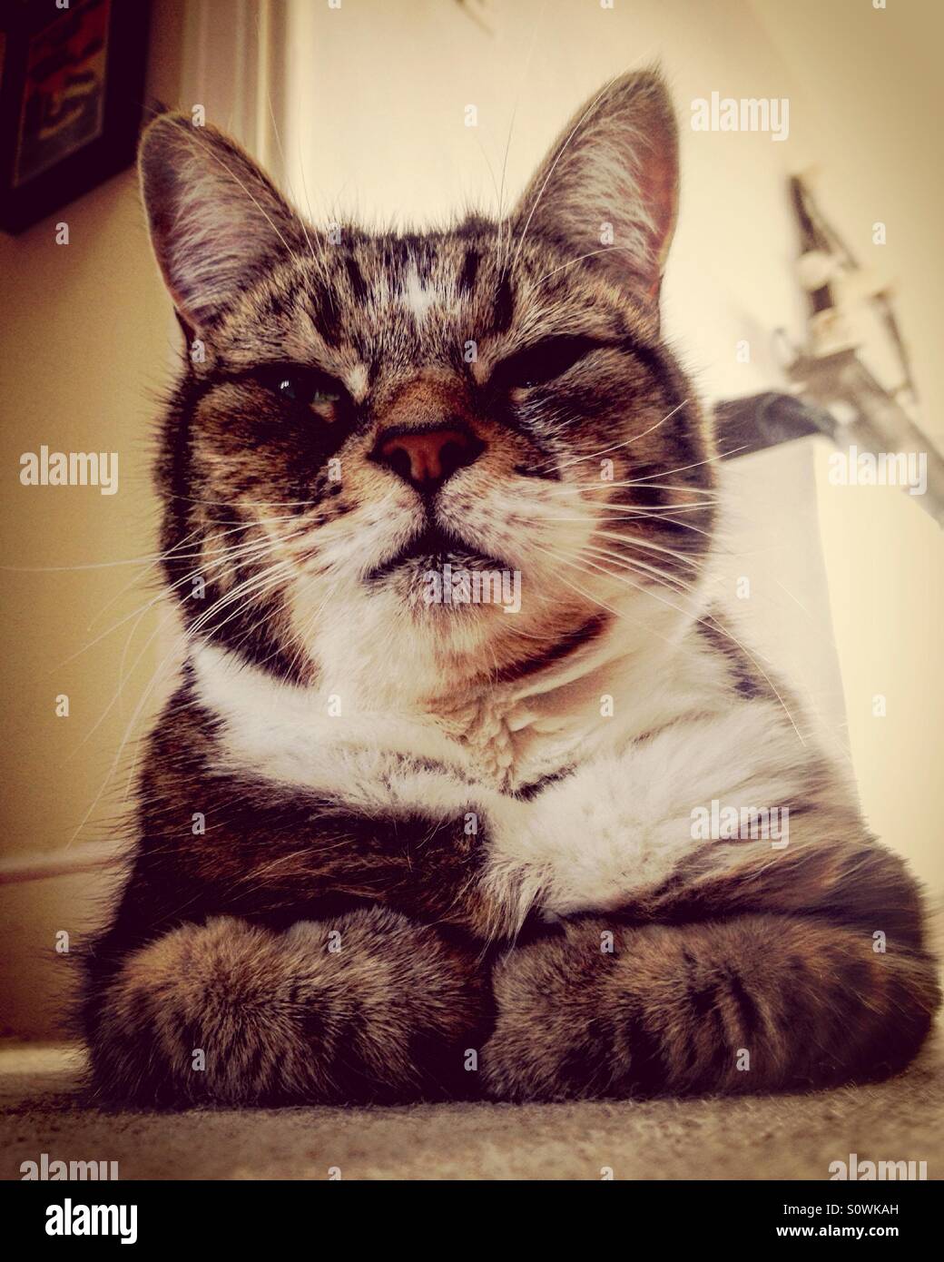 Grumpy cat hi-res stock photography and images - Alamy