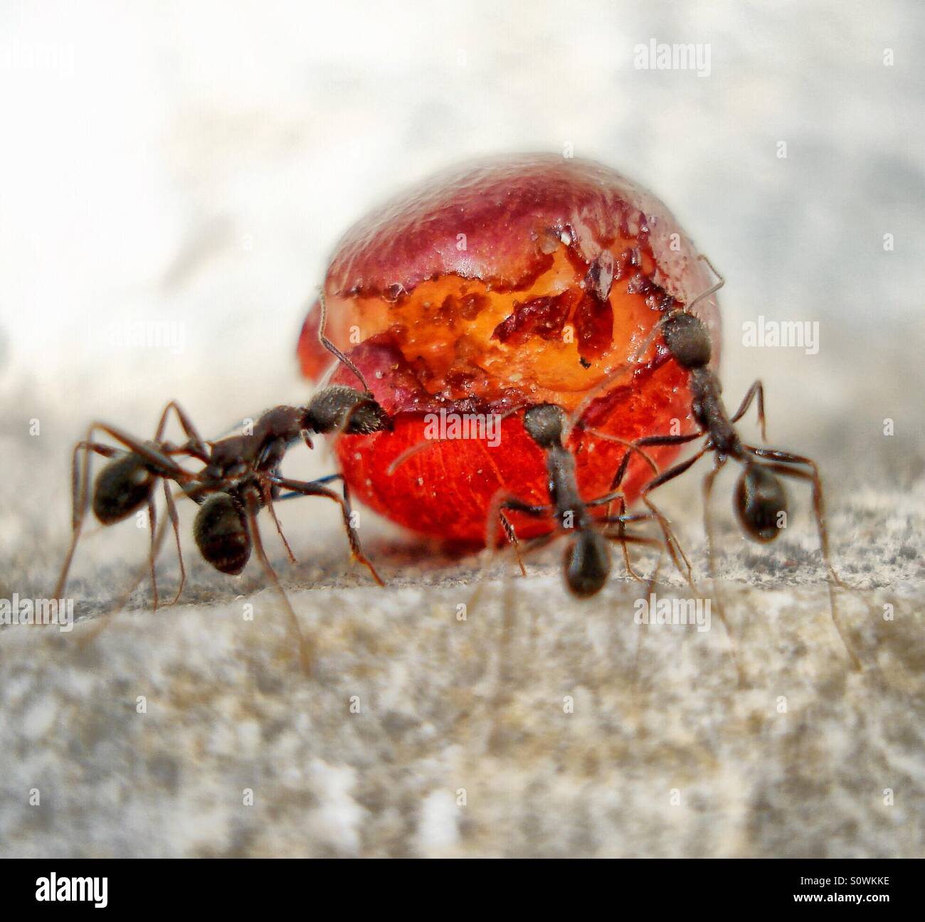 Ants & Cherry Stock Photo - Alamy