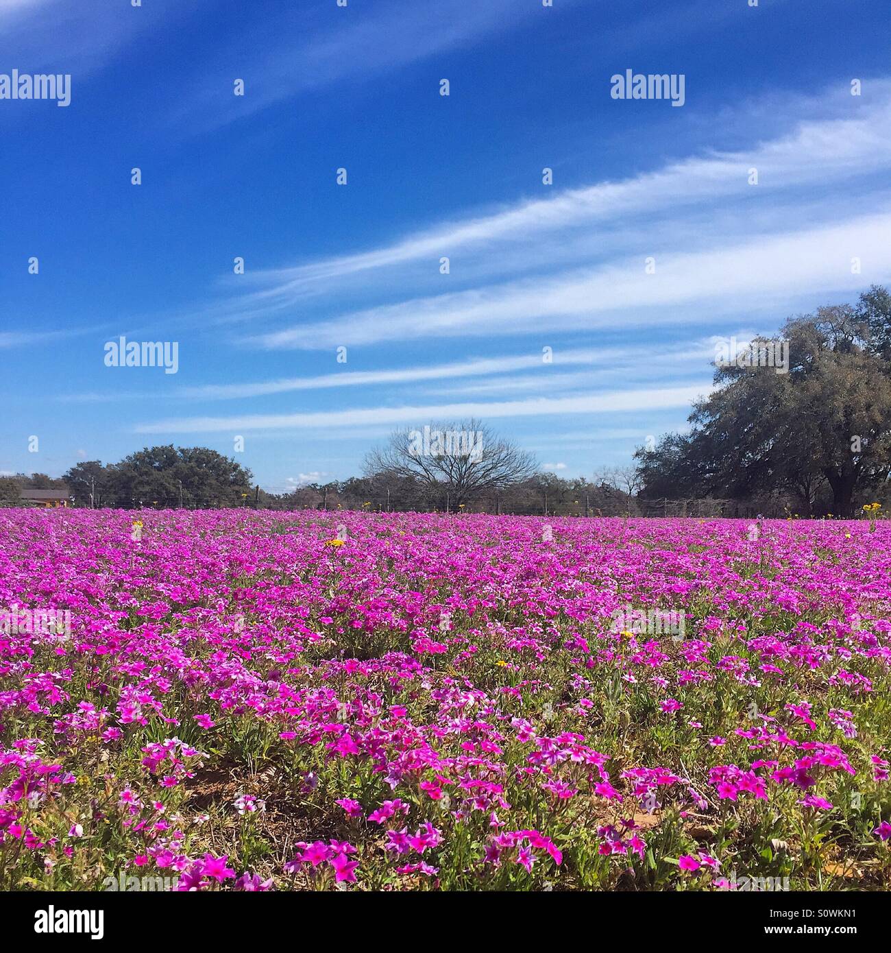 Spring Texas Wildflowers High Resolution Stock Photography and Images ...