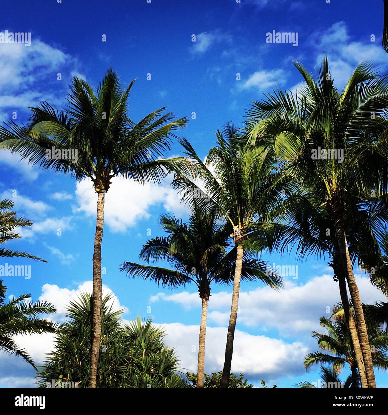 Miami palm trees hi-res stock photography and images - Alamy