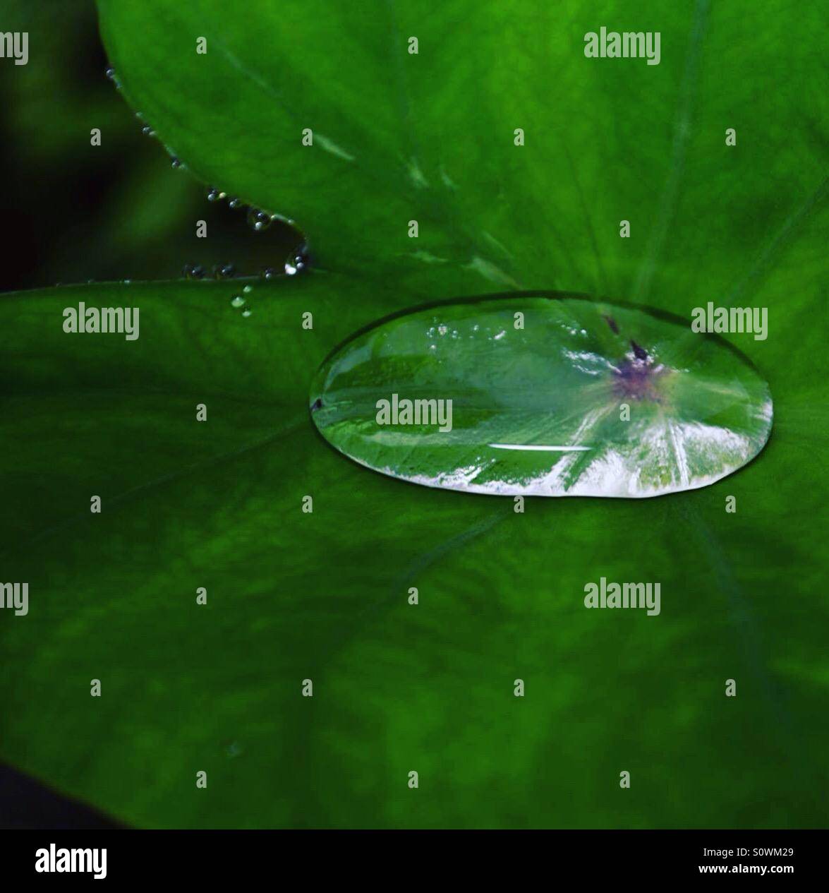 Water on leaf Stock Photo - Alamy