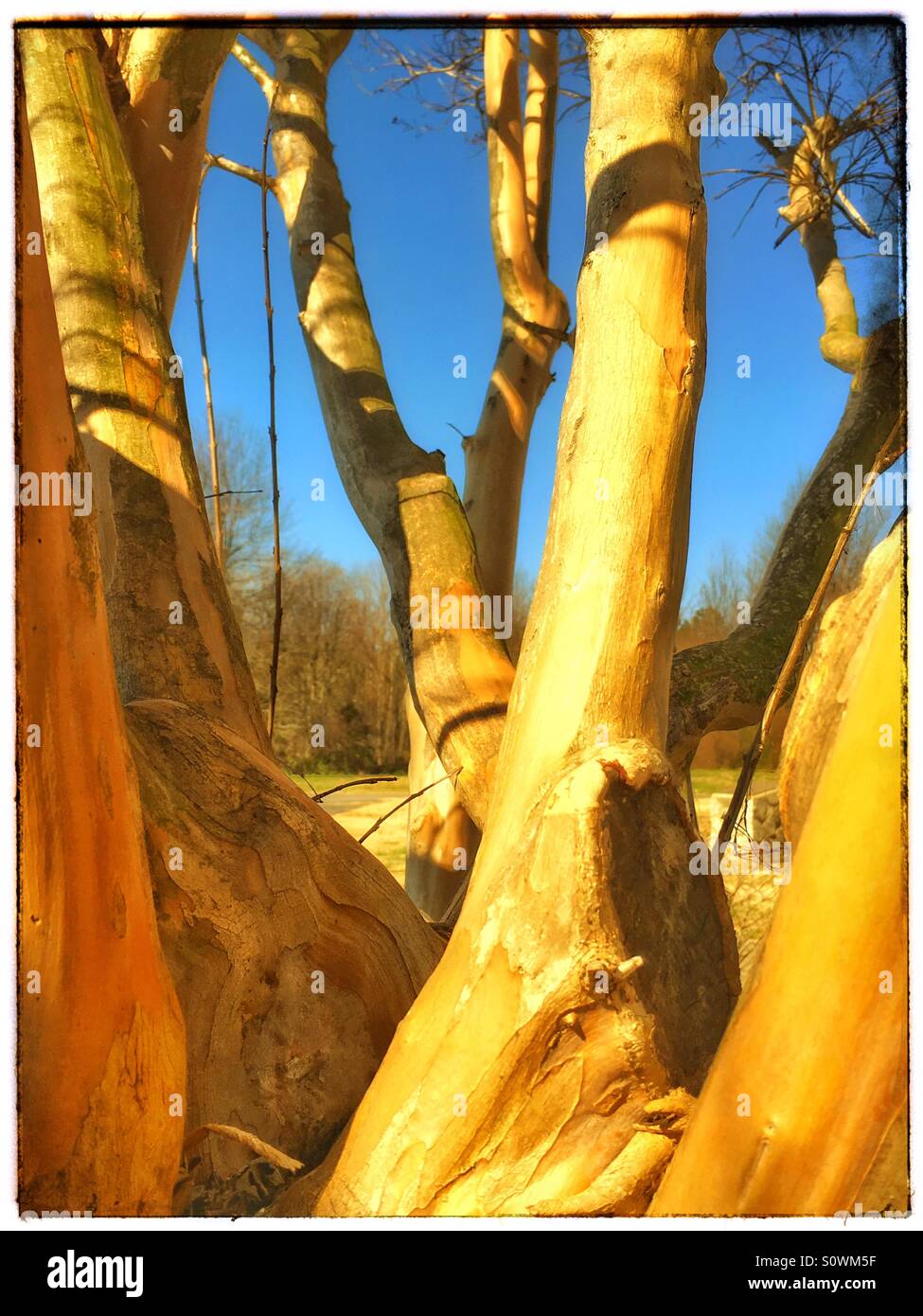 Tree Limbs High Resolution Stock Photography and Images - Alamy