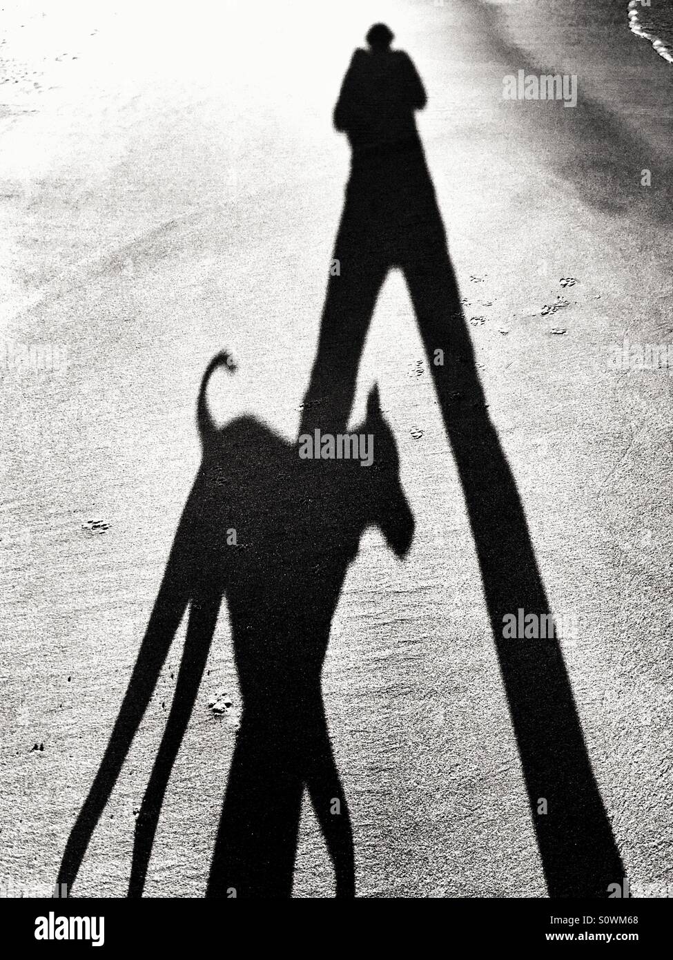 Dog with long legs hi-res stock photography and images - Alamy