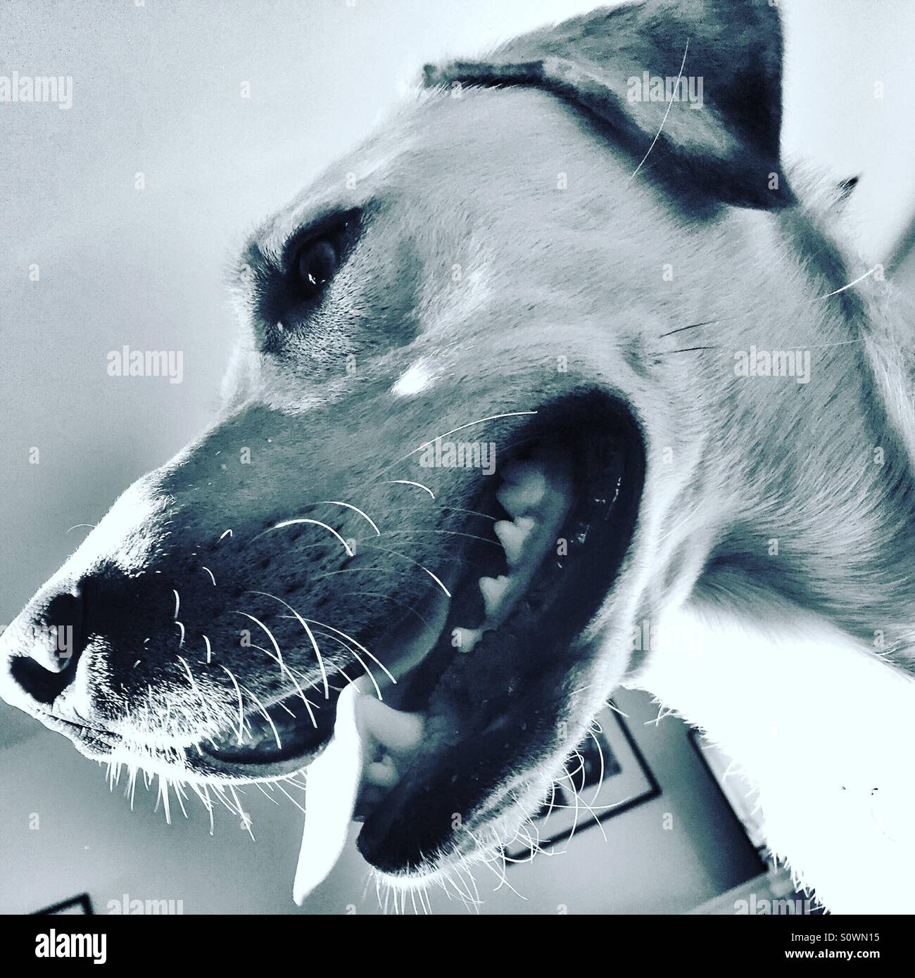 Dog smile teeth hi-res stock photography and images - Alamy