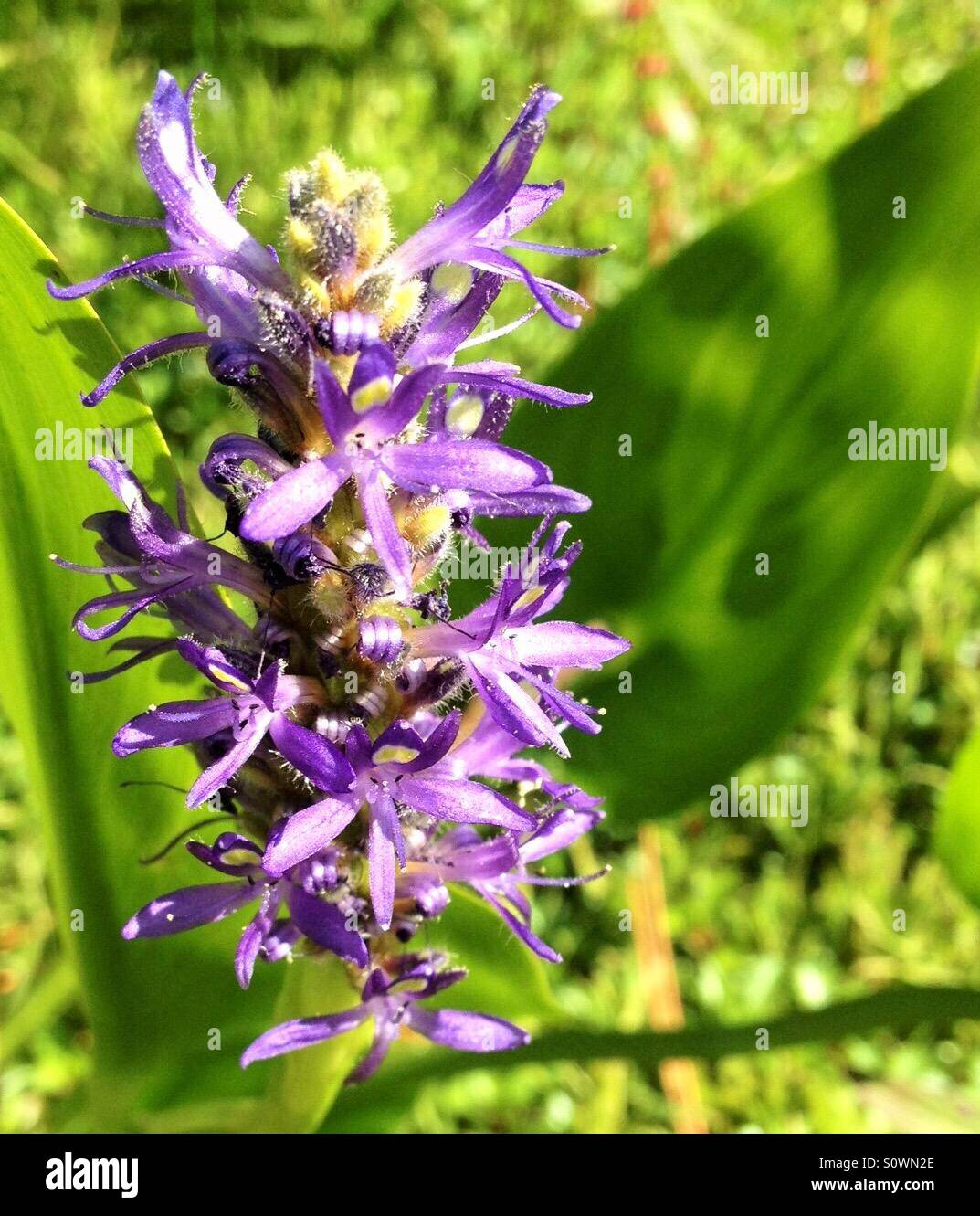 The beautiful purple blooms of the Pickerel Weed with green background ...