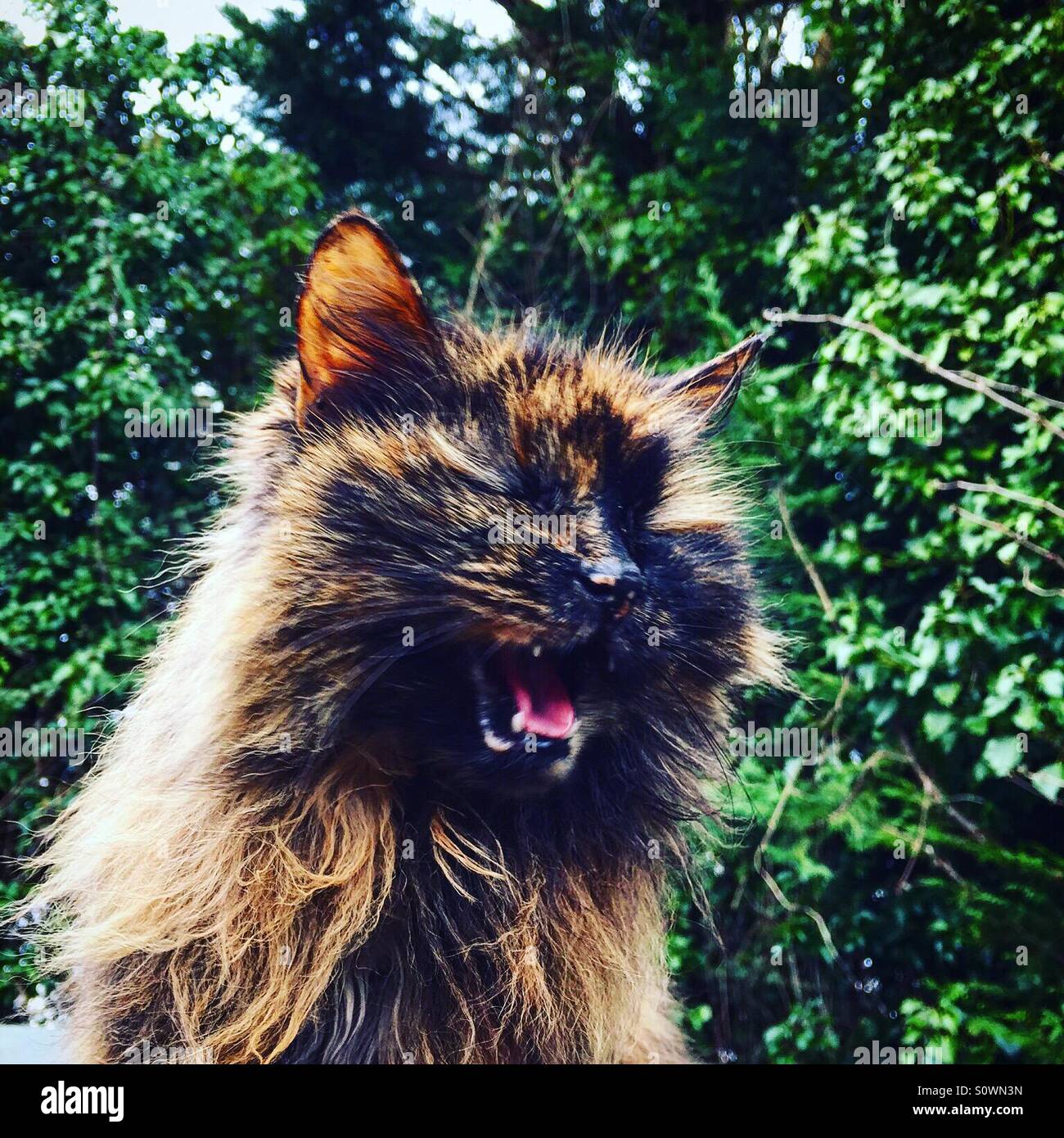 Laughing cat hi-res stock photography and images - Alamy