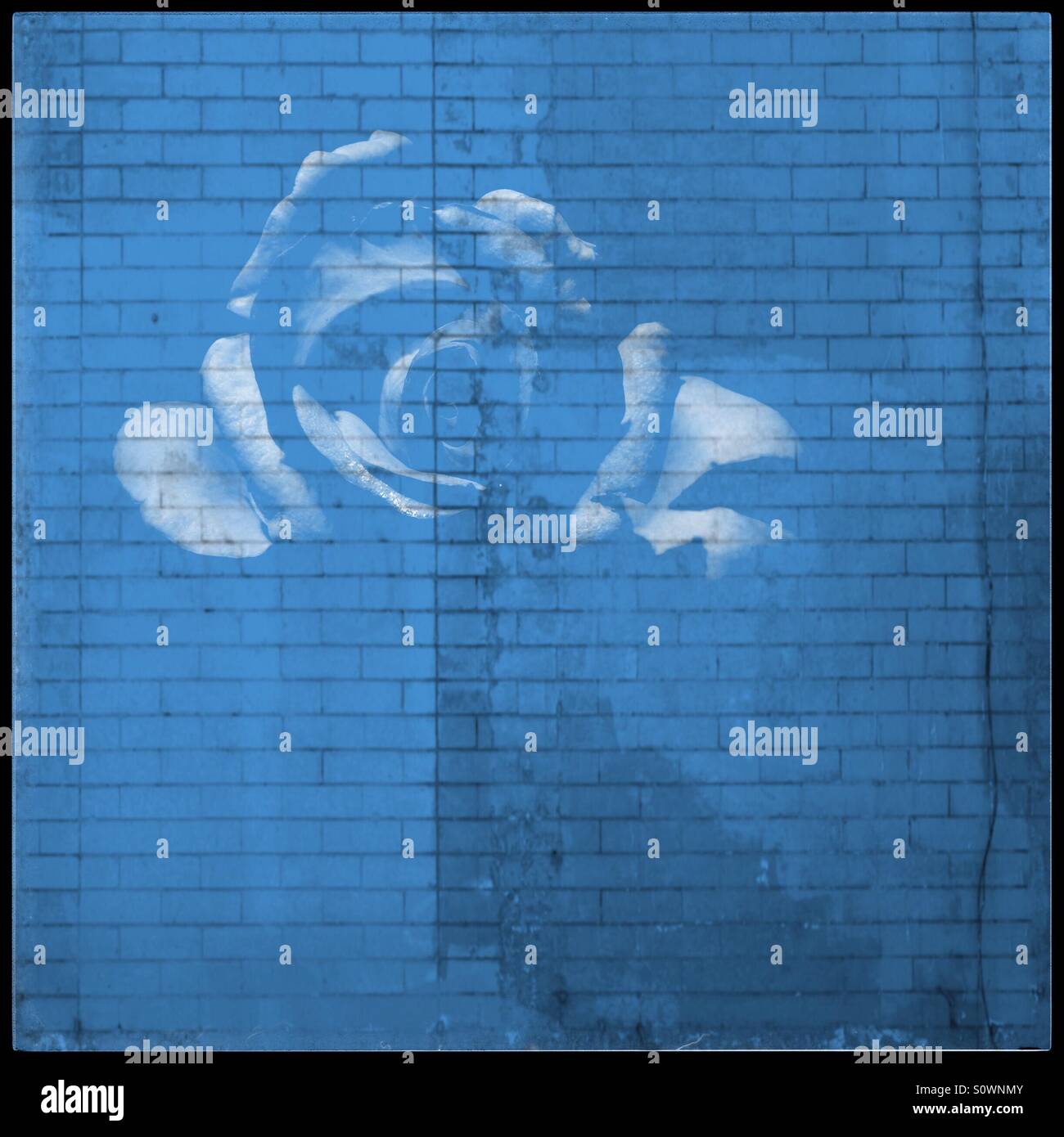 Rose overlay hi-res stock photography and images - Alamy