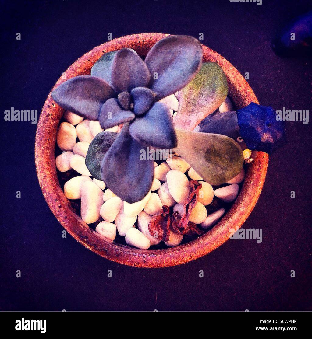 Pot plant top view hi-res stock photography and images - Alamy
