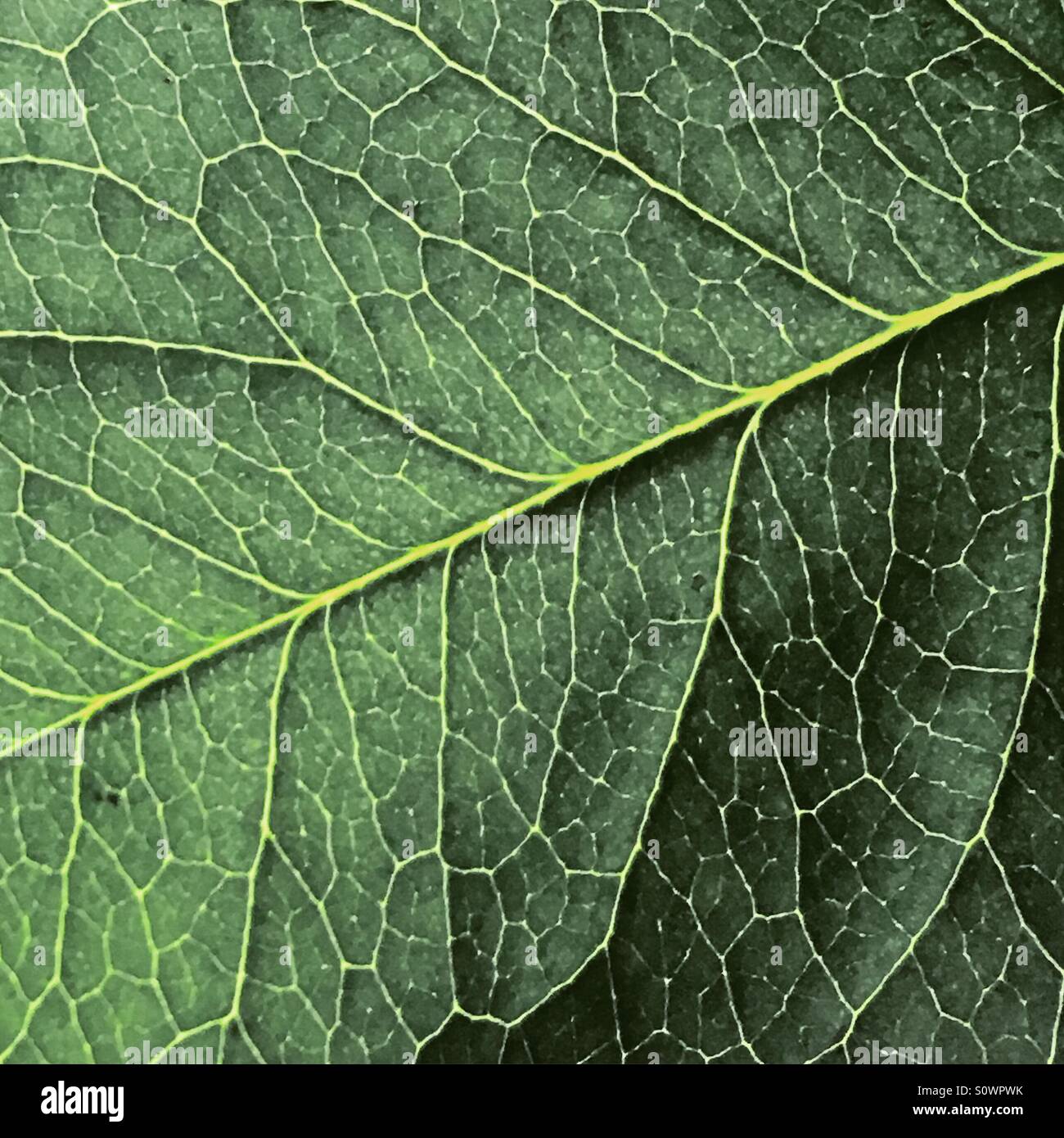 Rose and leaf hi-res stock photography and images - Alamy