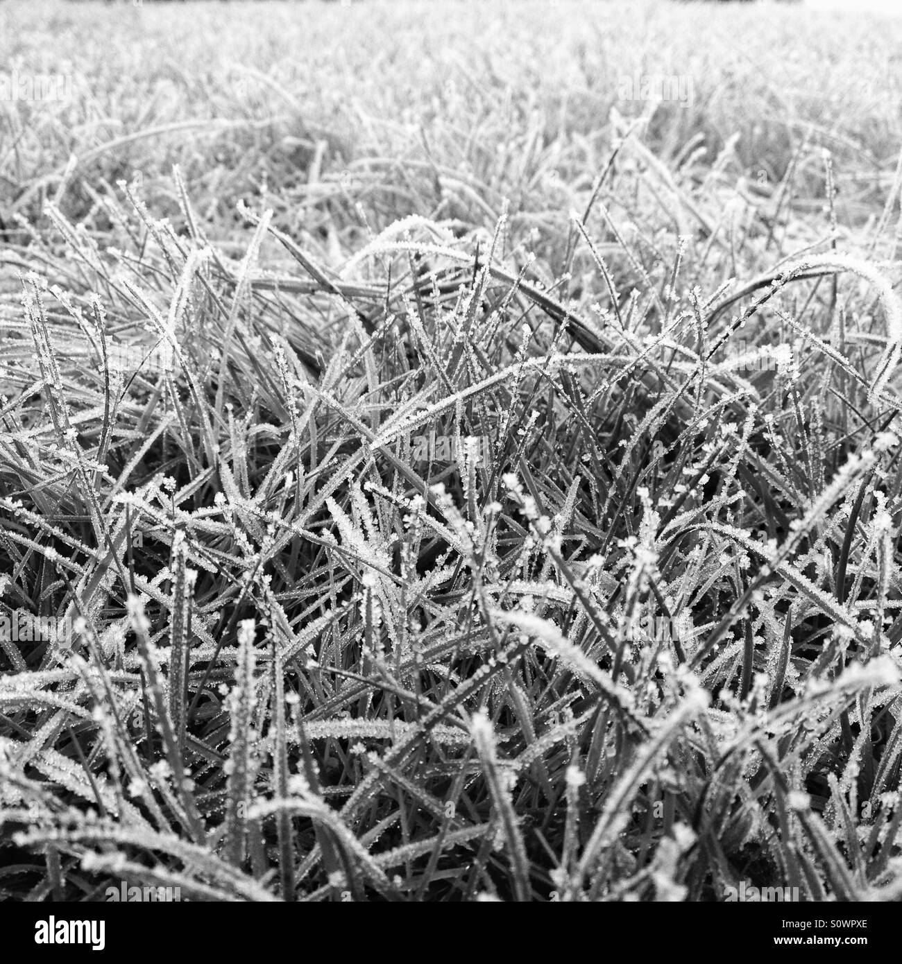 Jack frost garden hi-res stock photography and images - Alamy