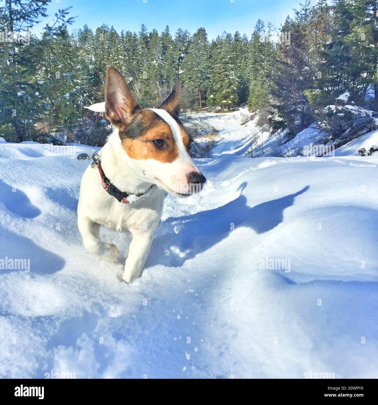 Jack Russell Terrier dog in the snow on a bright winter day Stock Photo ...