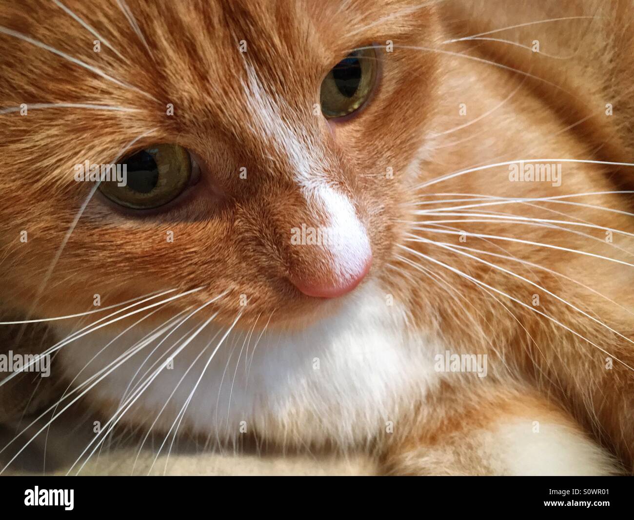 Close up portrait of cat's face Stock Photo - Alamy
