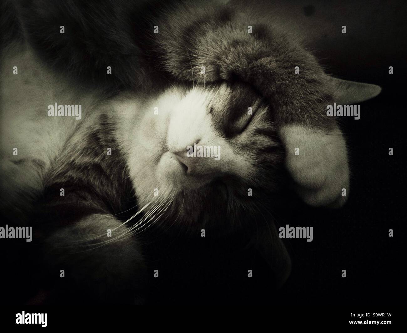Black Cat Snoozing High Resolution Stock Photography and Images - Alamy