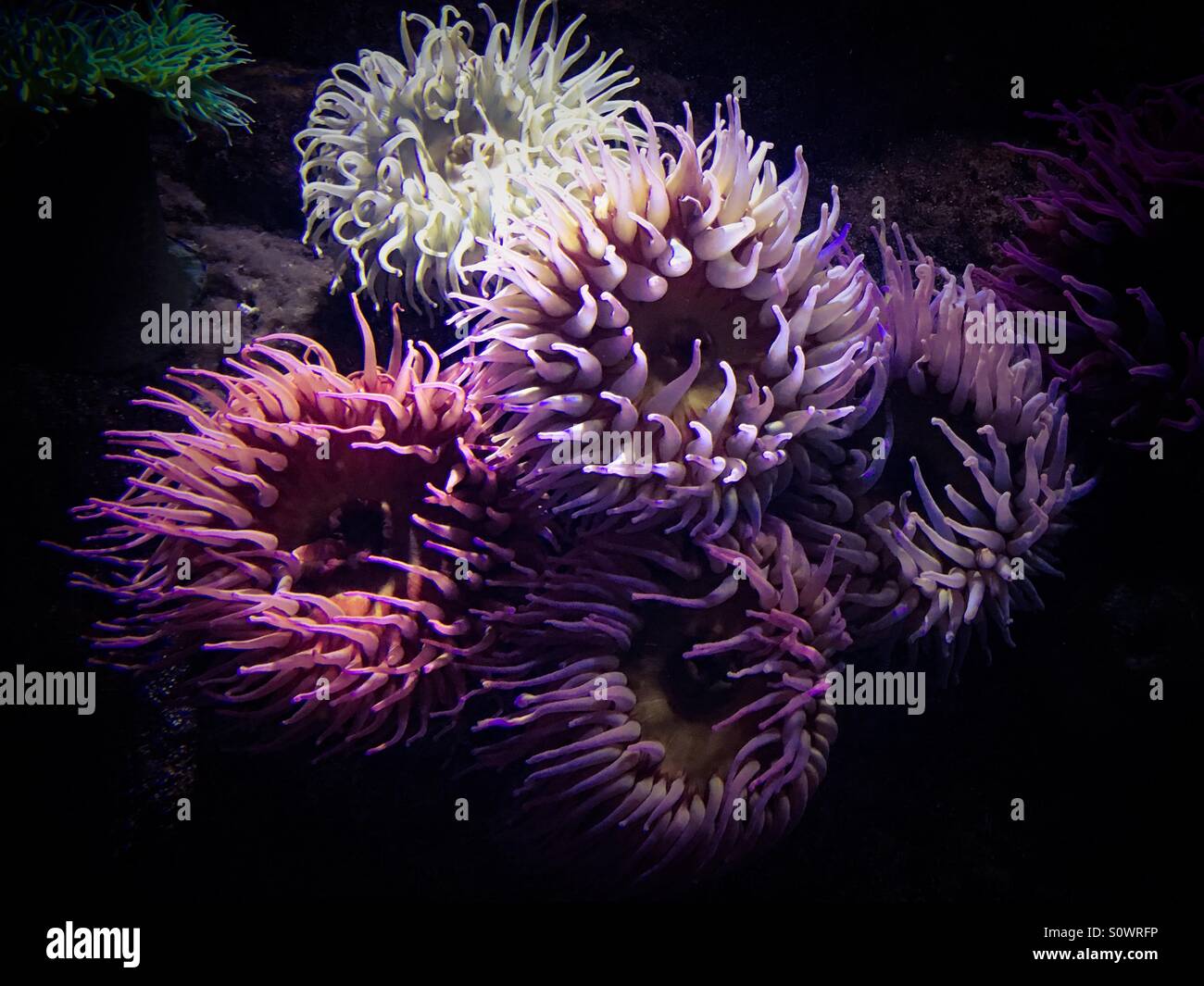Flowers of the Sea Stock Photo - Alamy