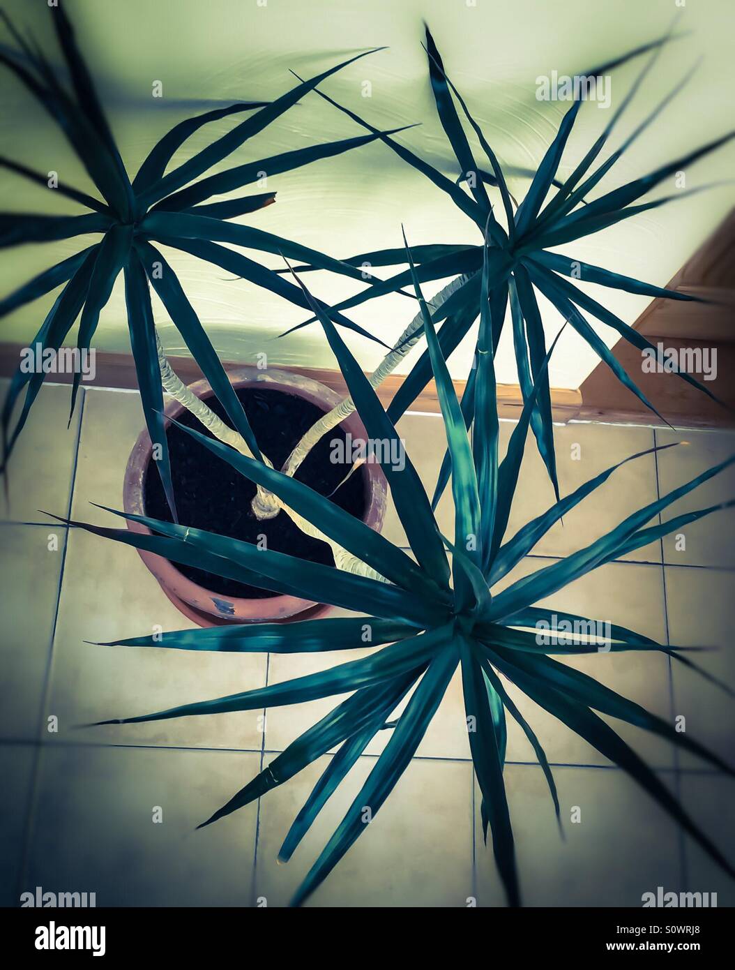 Indoor dragon tree plant hi-res stock photography and images - Alamy