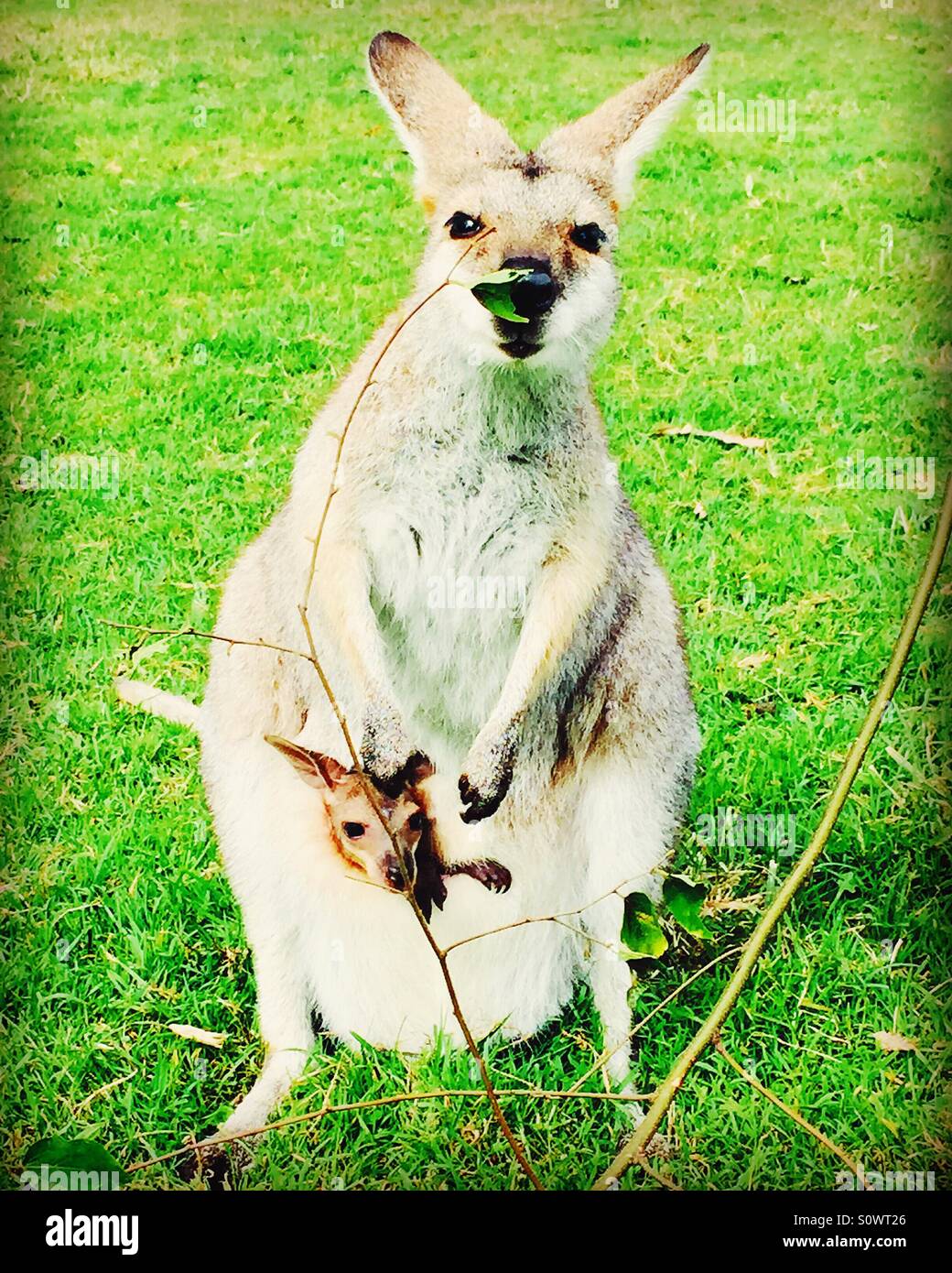 Baby kangaroo hi-res stock photography and images - Alamy