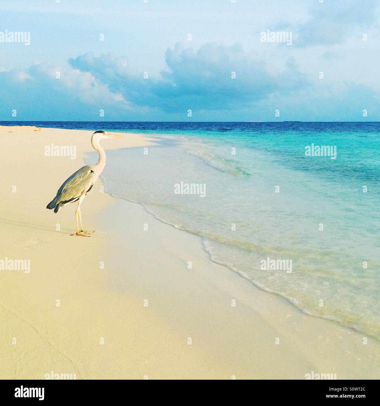 Maldives island tropical beach hi-res stock photography and images - Alamy