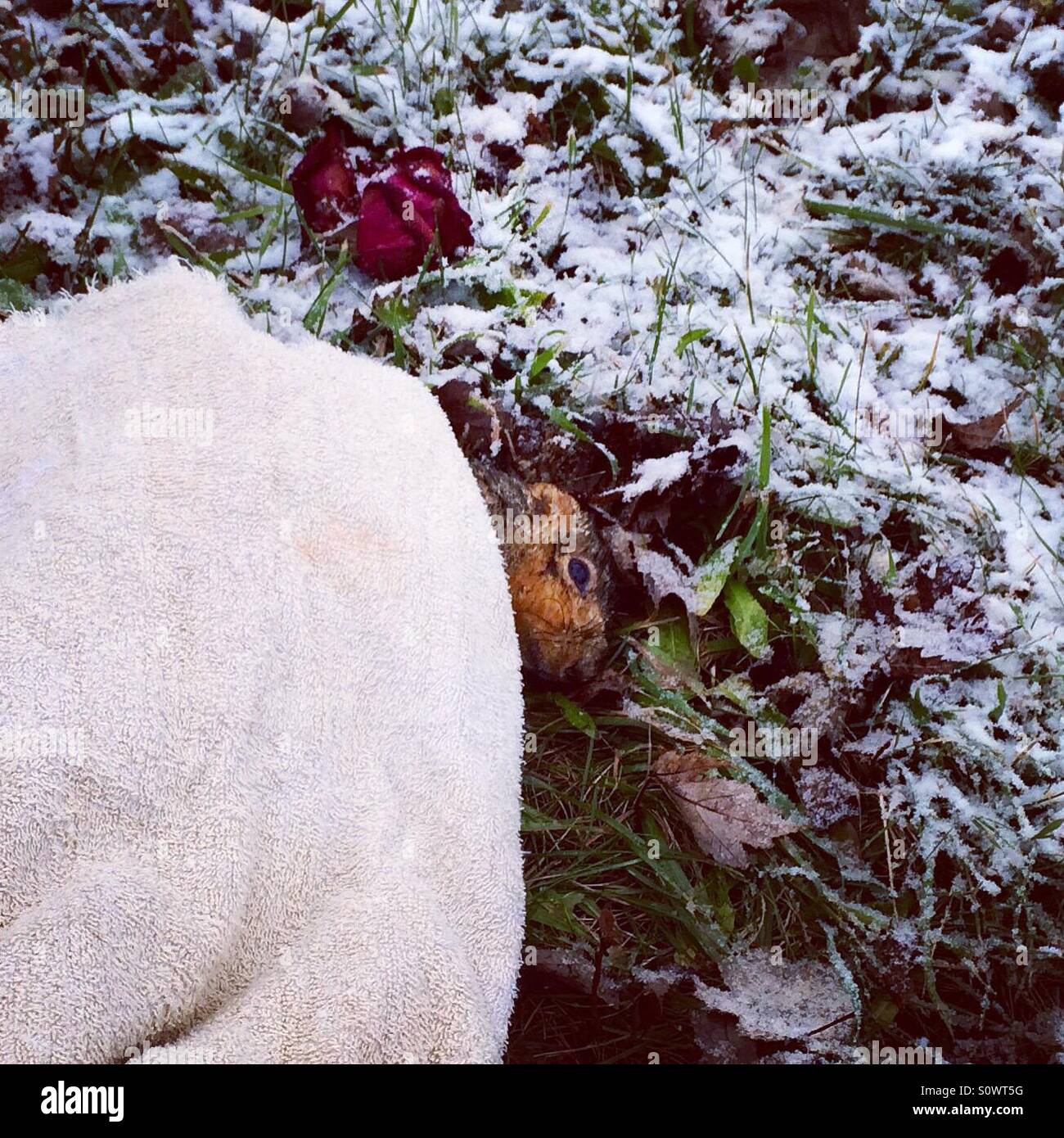 Dying squirrel hi-res stock photography and images - Alamy