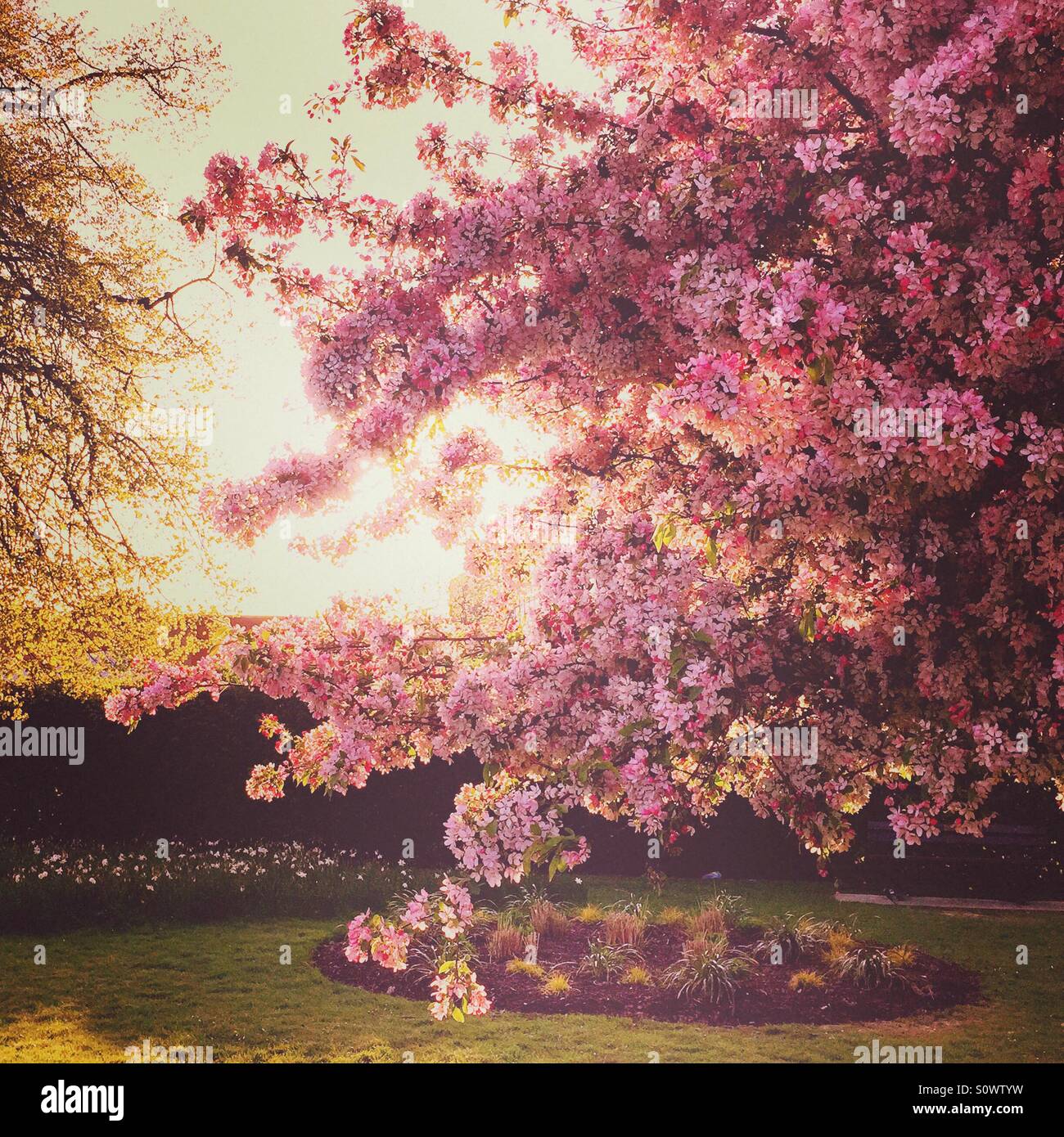 Spring awakening hi-res stock photography and images - Alamy