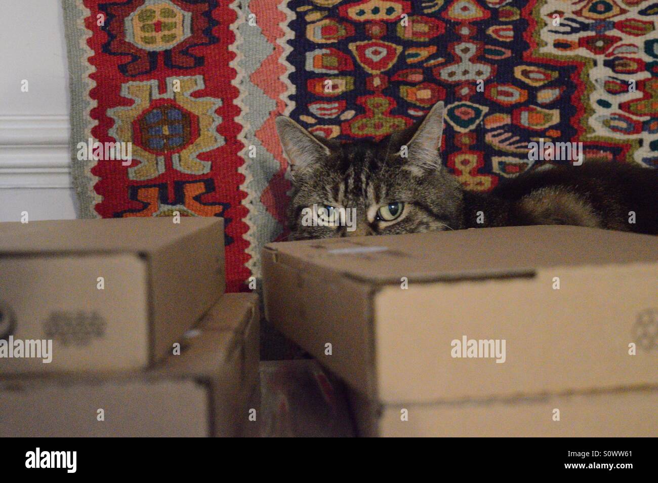 Hiding behind a pile of boxes Stock Photo - Alamy