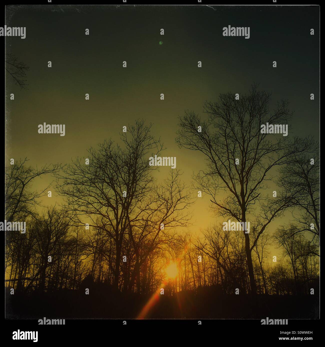 Sun setting thru trees hi-res stock photography and images - Alamy