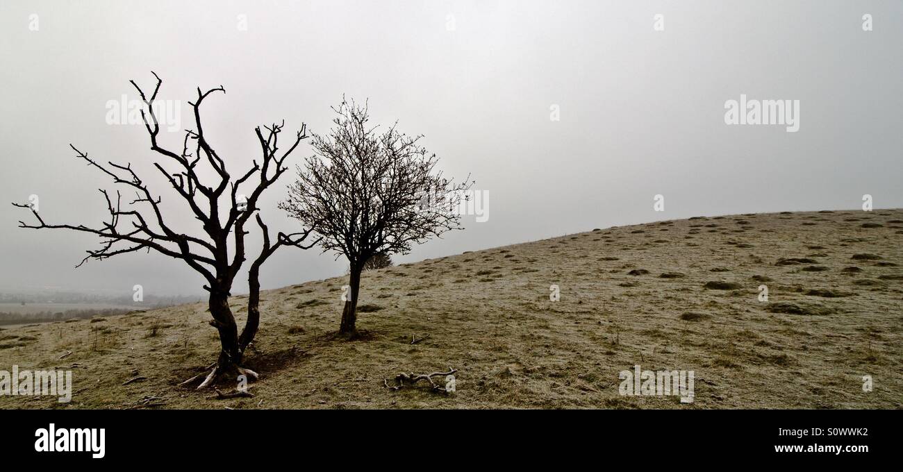 Double trees hi-res stock photography and images - Alamy