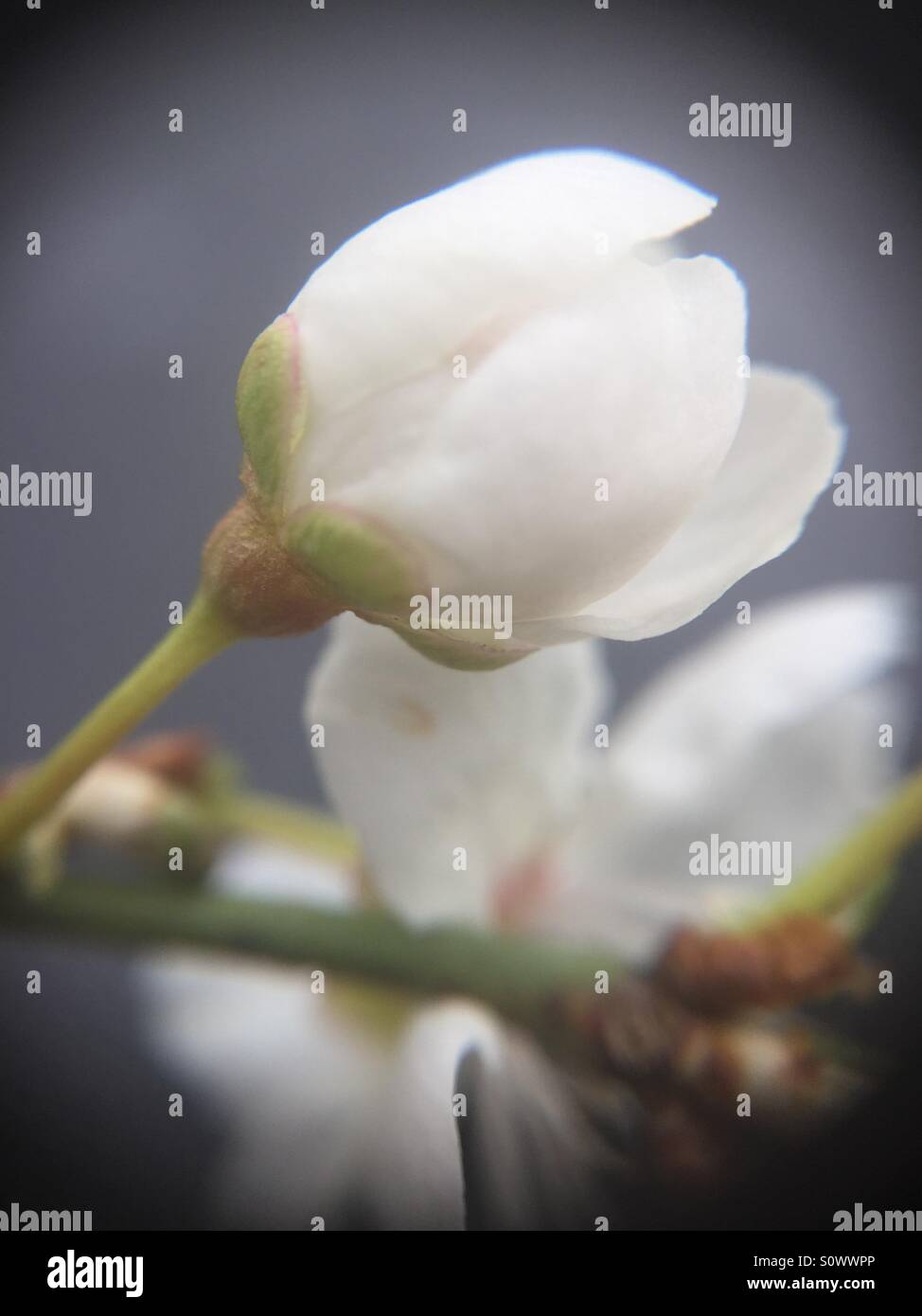 The bud of a tree hi-res stock photography and images - Alamy