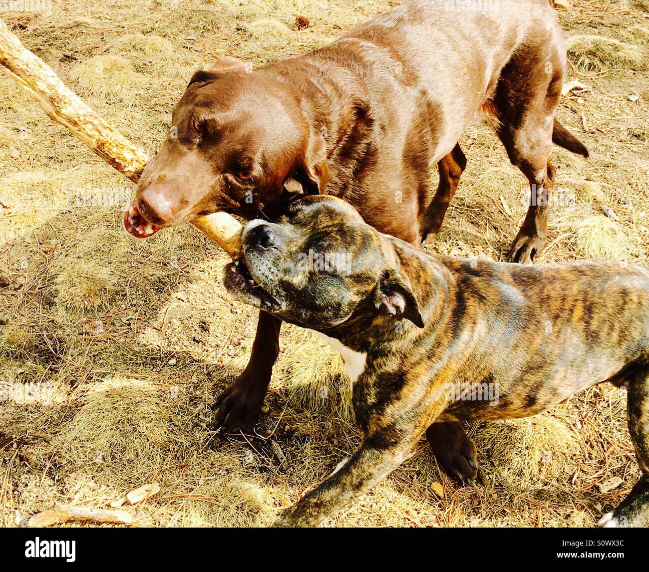 Labrador and terrier hi-res stock photography and images - Alamy