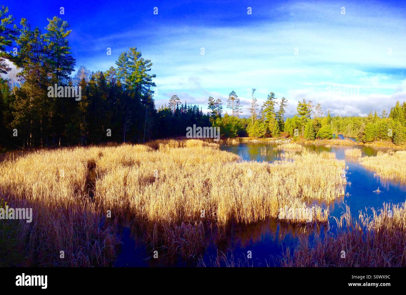 Cattail River Stock Photo - Alamy