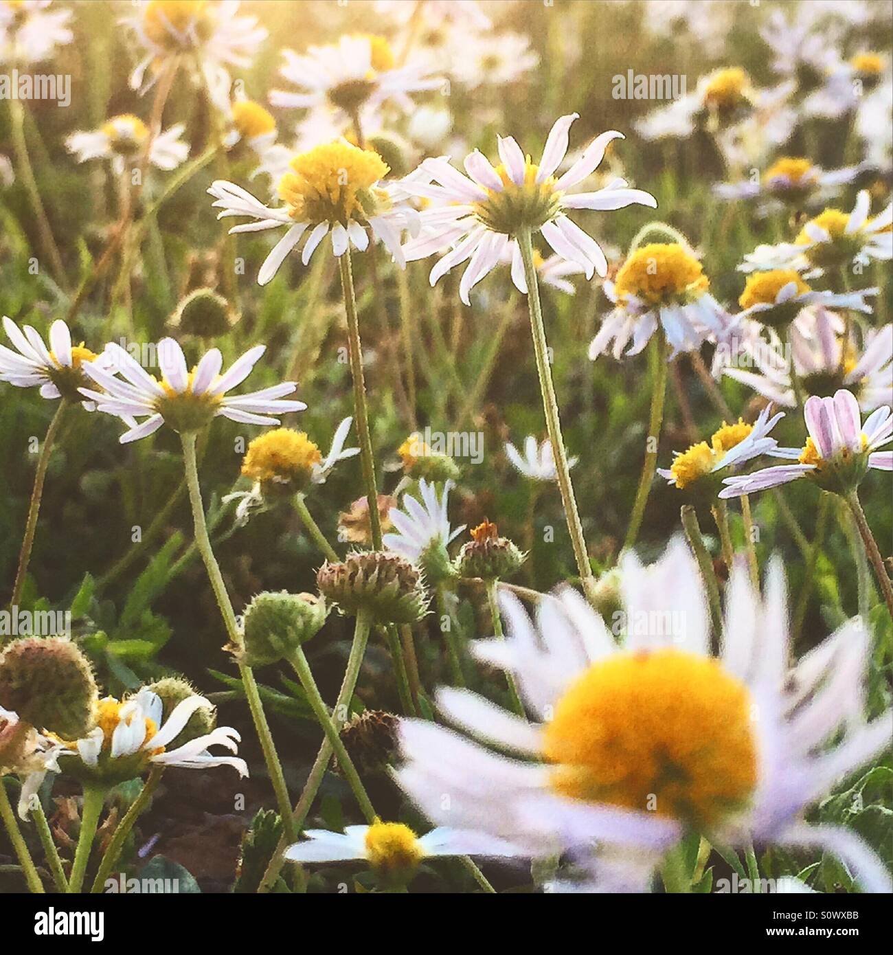 Daisies field hi-res stock photography and images - Alamy