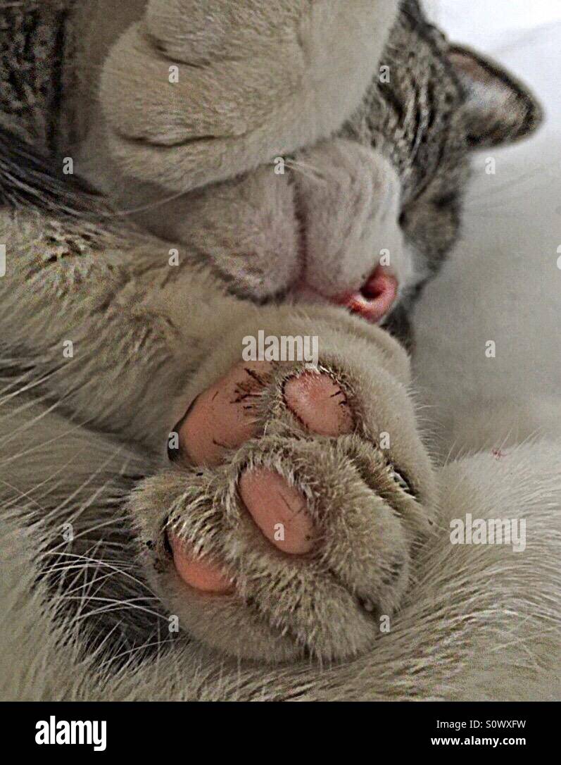 ...deep sleep cat Stock Photo - Alamy