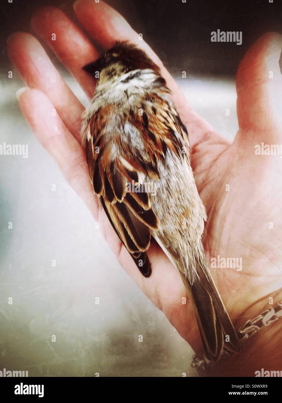 Bird with broken neck hi-res stock photography and images - Alamy