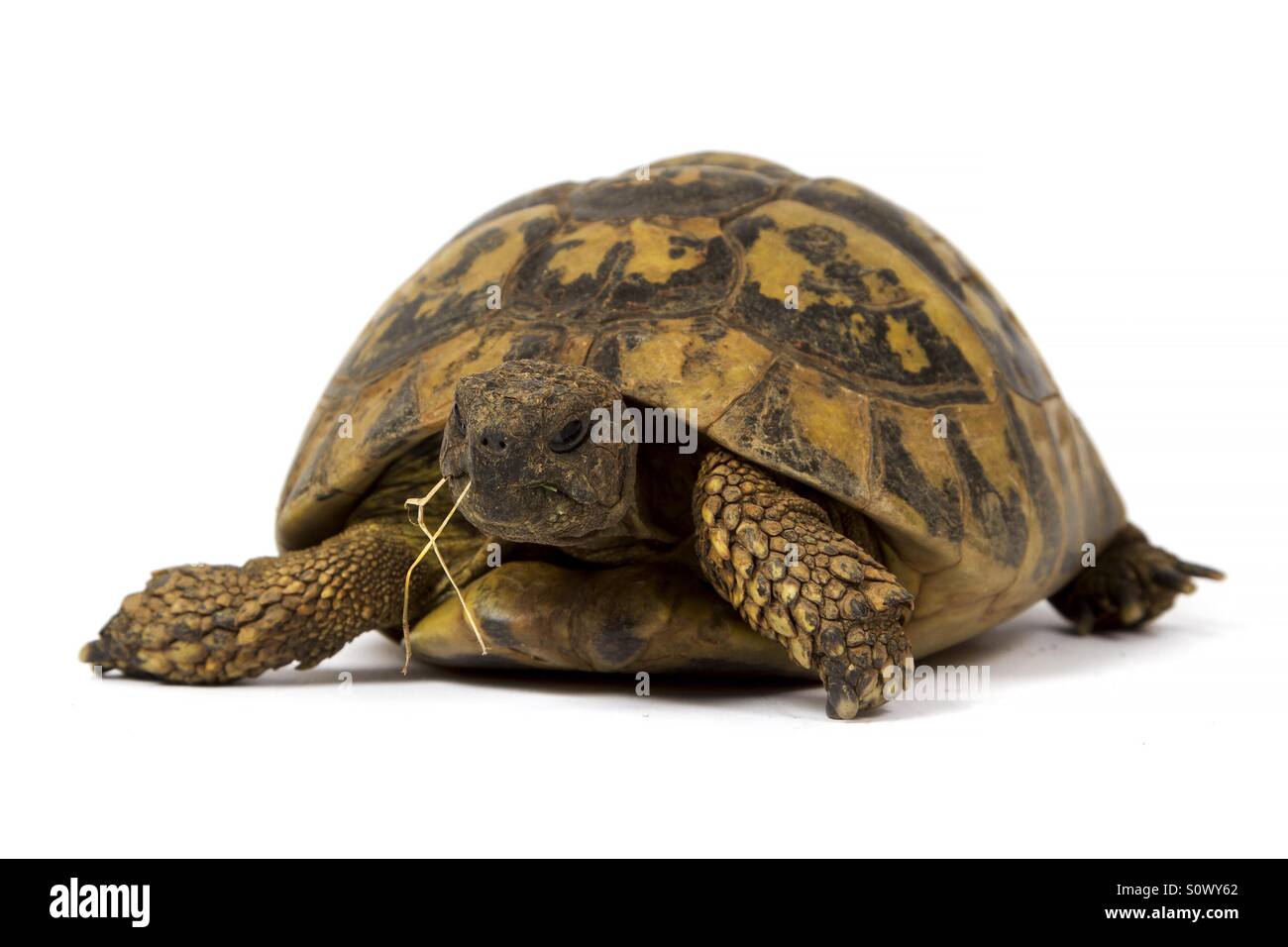 Herman The Tortoise High Resolution Stock Photography and Images - Alamy