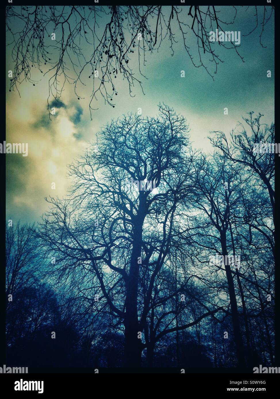 Enchanted trees hi-res stock photography and images - Alamy