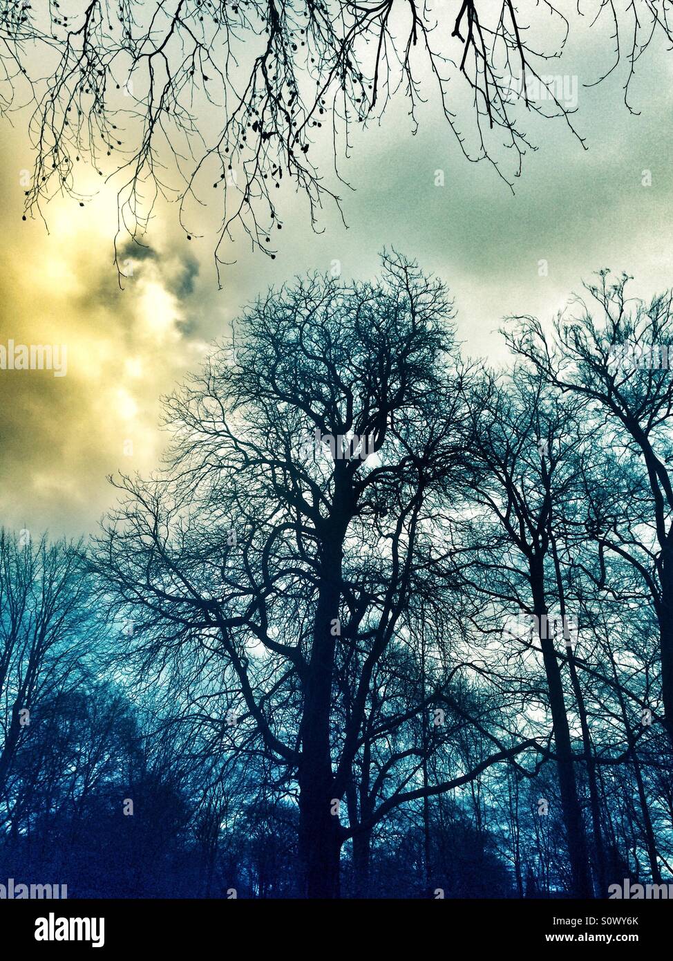 Enchanted forests hi-res stock photography and images - Alamy