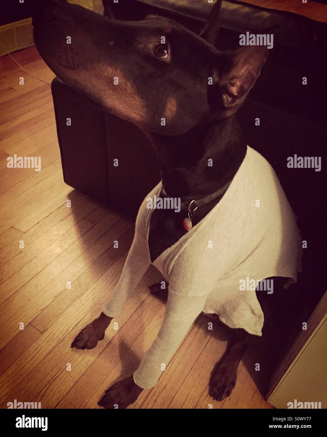 Doberman dogs hi-res stock photography and images - Alamy