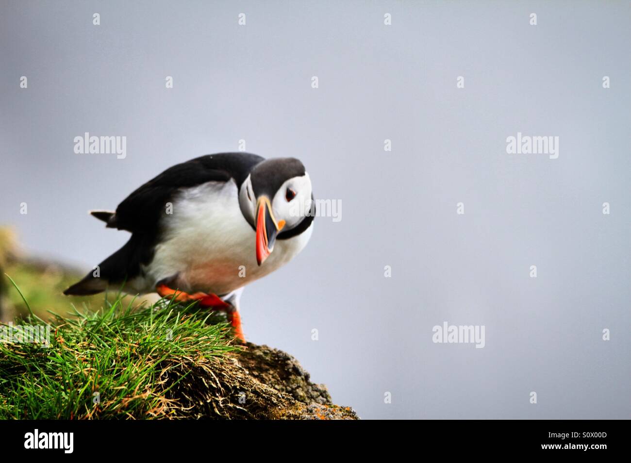 Baby puffin hi-res stock photography and images - Alamy