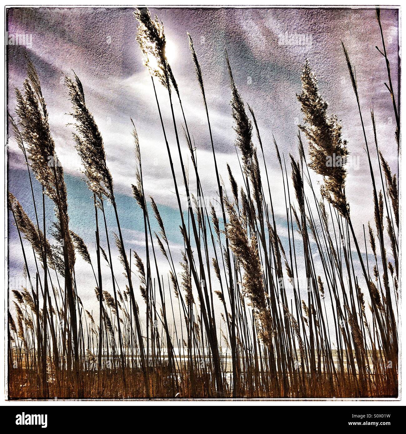 Tidal Marsh High Resolution Stock Photography and Images - Alamy