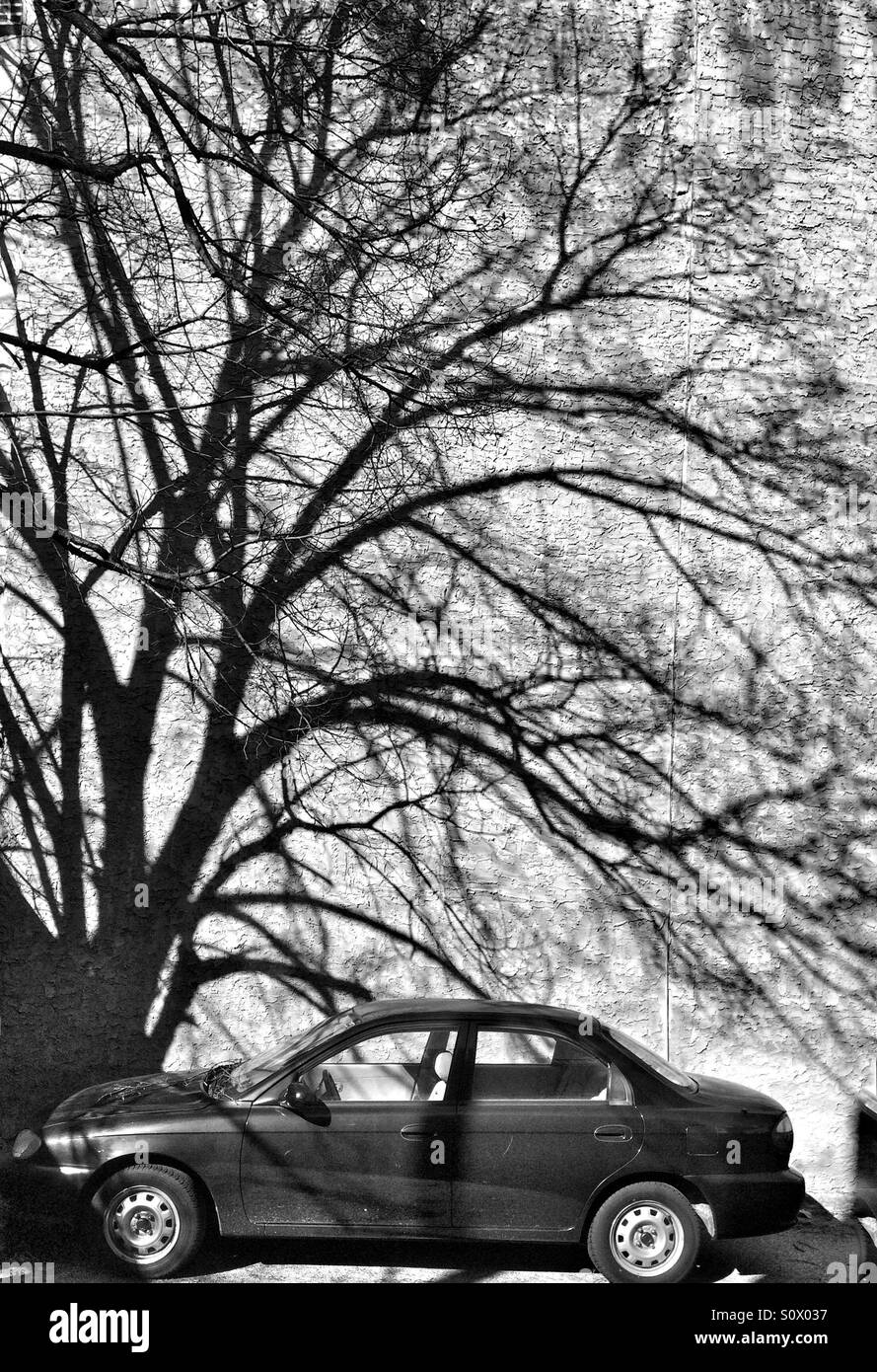 Car and tree Black and White Stock Photos & Images - Alamy