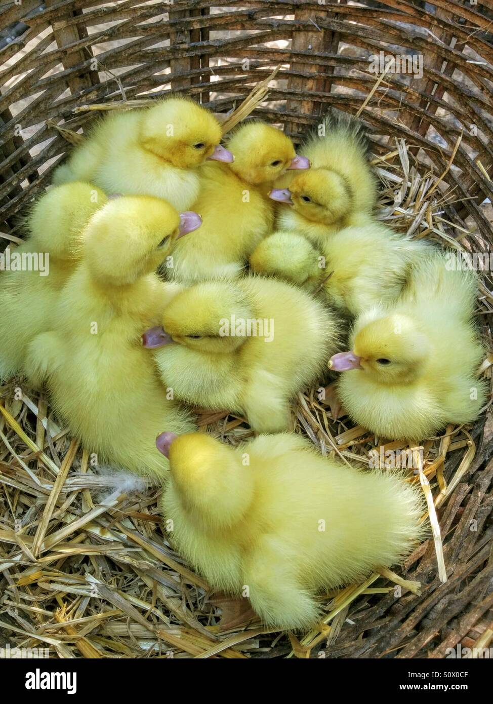 Little yellow ducks hi-res stock photography and images - Alamy