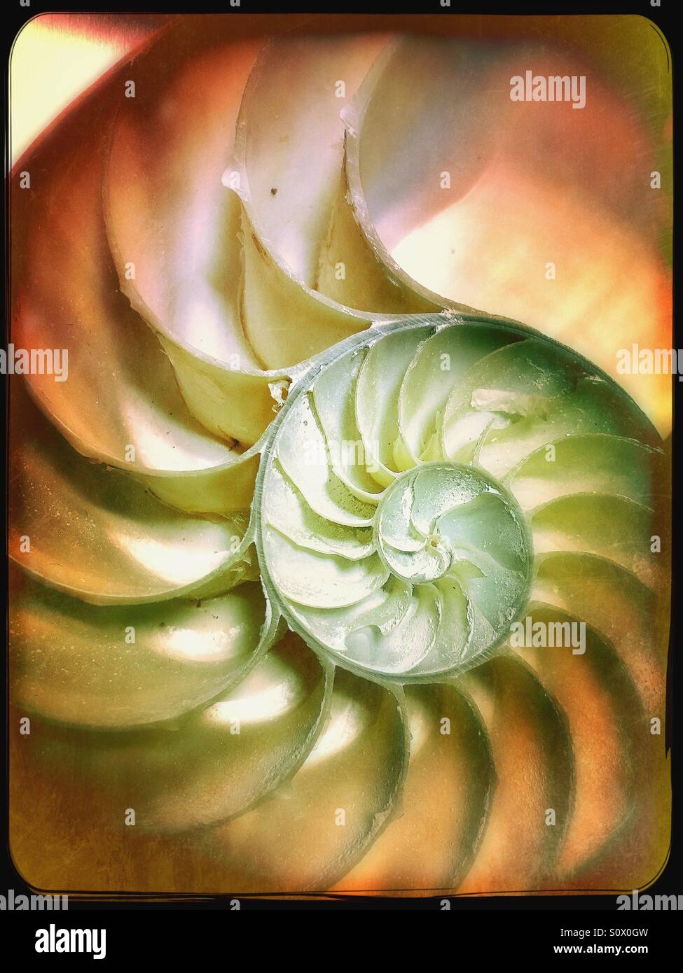 Inside of spiral shell Stock Photo - Alamy
