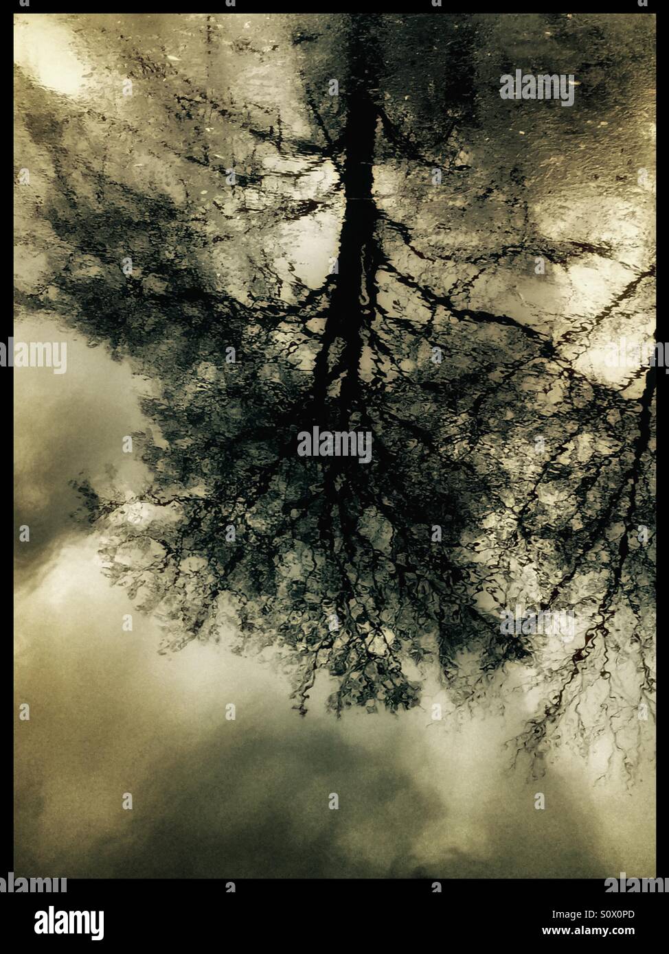 Reflection reflections tree trees hi-res stock photography and images ...