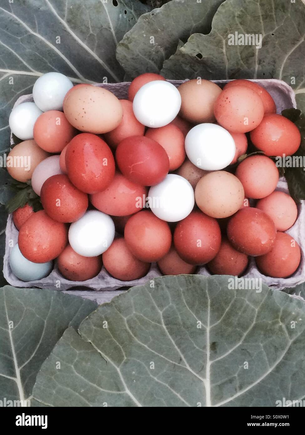 Free range eggs Stock Photo - Alamy