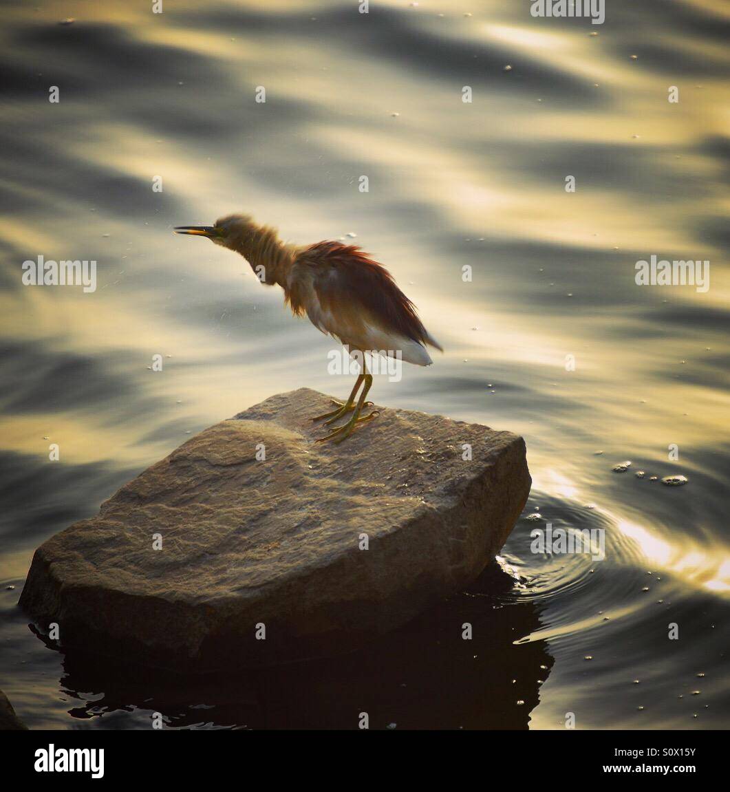 India water bird hi-res stock photography and images - Alamy