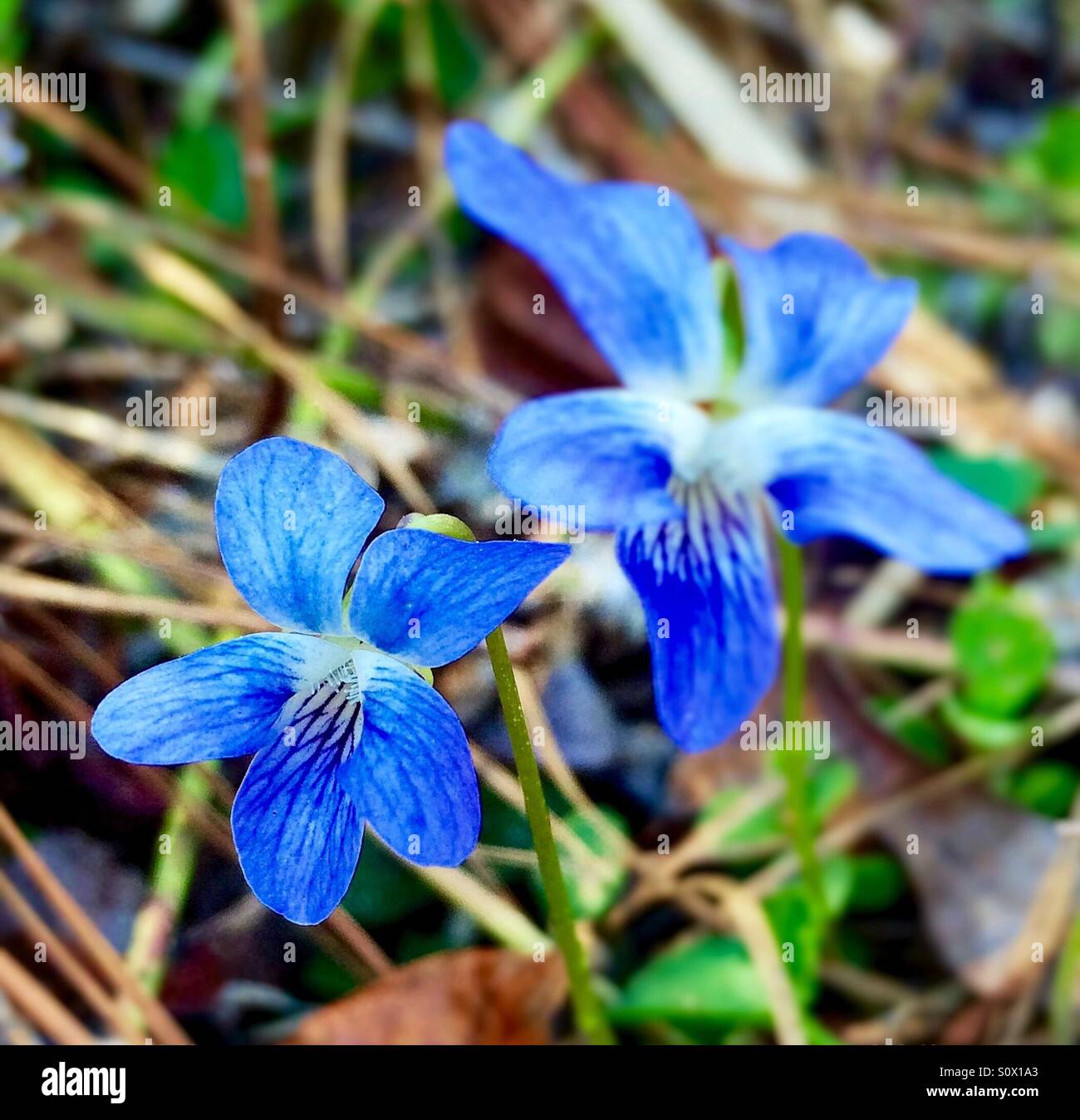 Blue Violets in close-up with selective focus, Viola sororia Stock ...